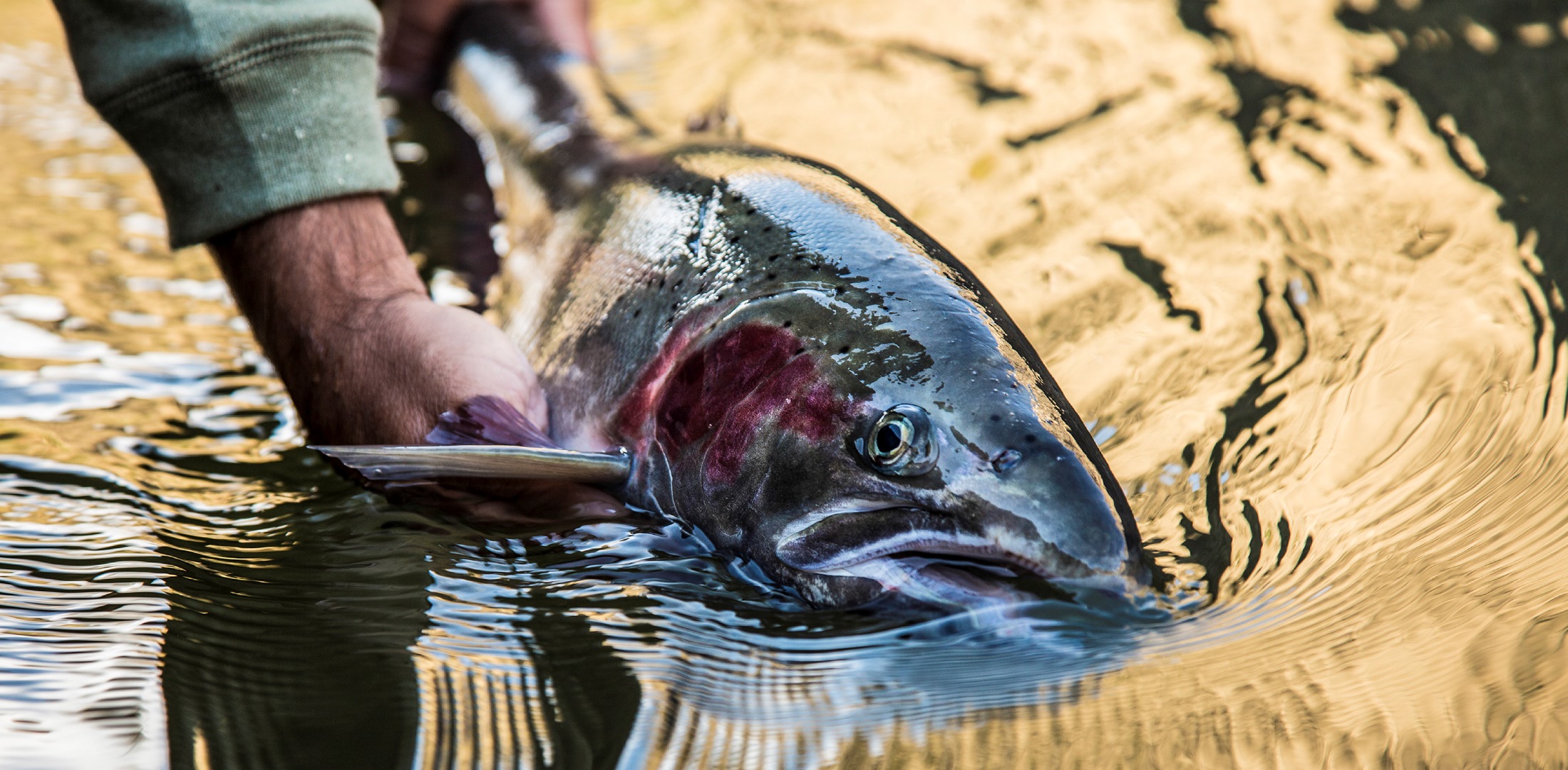 Mountain River Outfitters Brochure and Information Request - Salmon ...